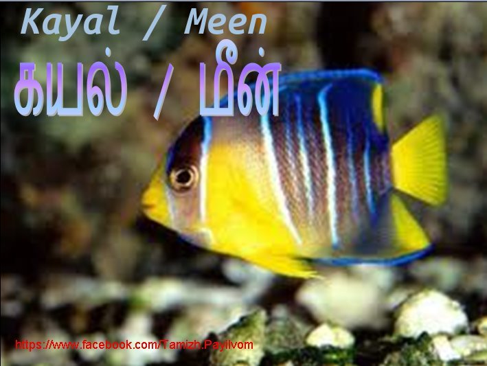 Learn Tamil - தமிழ் கற்றுக் கொள்ளுங்கள்: Fish [Kayal]