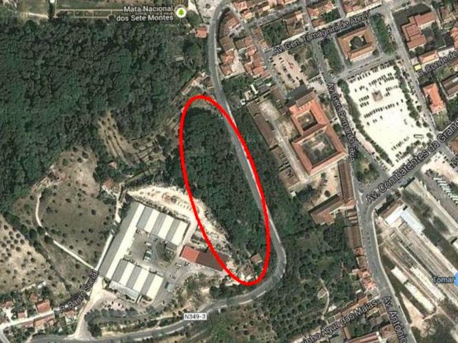 Tomar na Rede: Este pinhal tem 120 anos