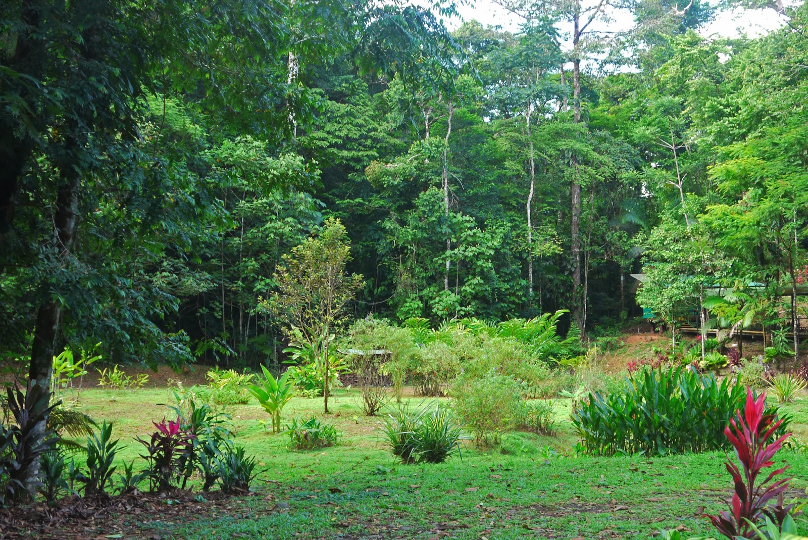 Walking in the country: Selva Verde