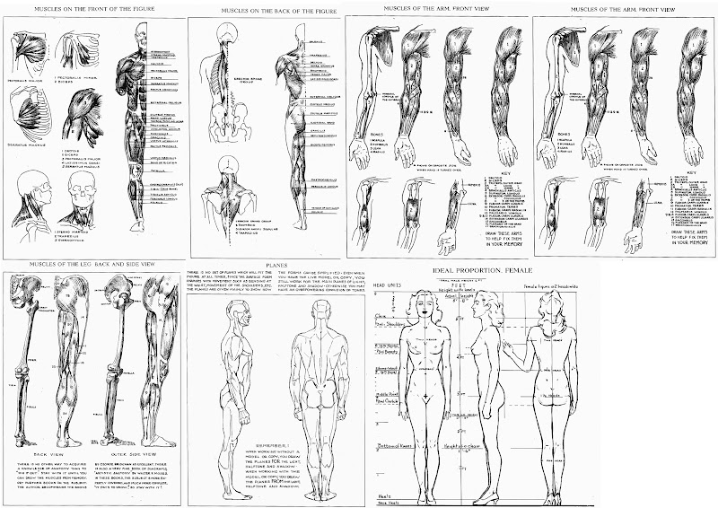 Yolantele: Anatomy and Animal References