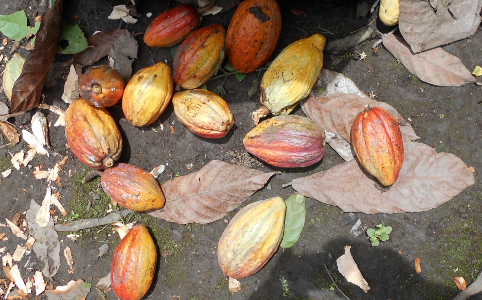 Perpetuating Peace in Panama: Chocolate, Bano Completion and Color