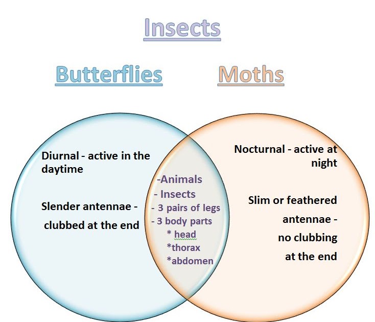 Vertebrates And Invertebrates Venn Diagram