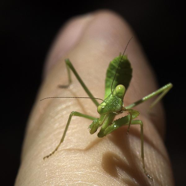 naturalacts: Facts about the Praying Mantis