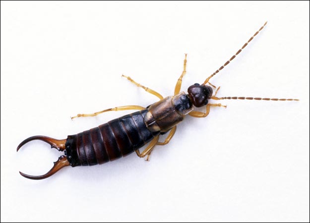 Arab Pest Control: Earwigs (Forficula auricularia)