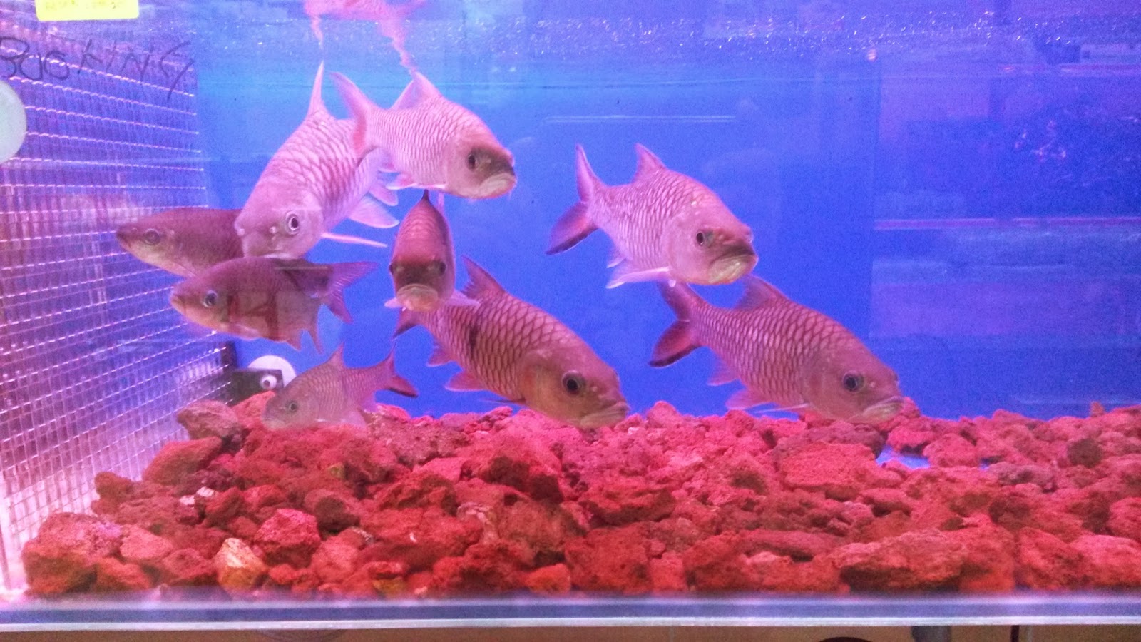 .: ikan sebarau sungai