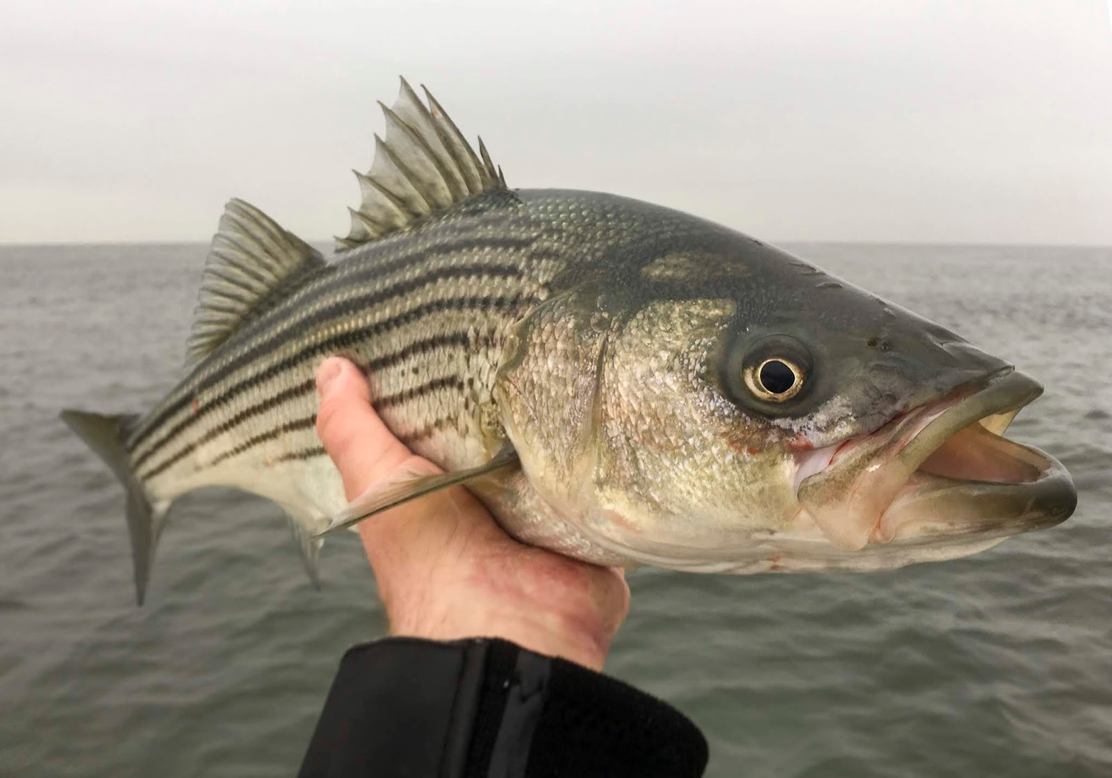 The Average Angler: 2018