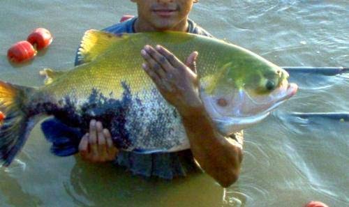 PRODUCCIÓN BOVINA EN VENEZUELA