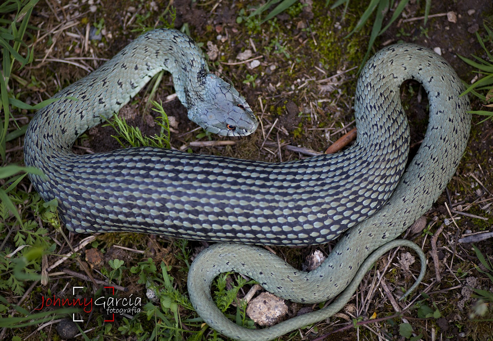 Blog personal de Johnny García | fotografía: Culebra, snake