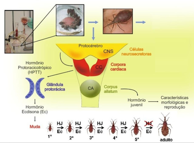 Fisiologia Animal: Sistema Endócrino de Insetos e a Aplicação Deste ...