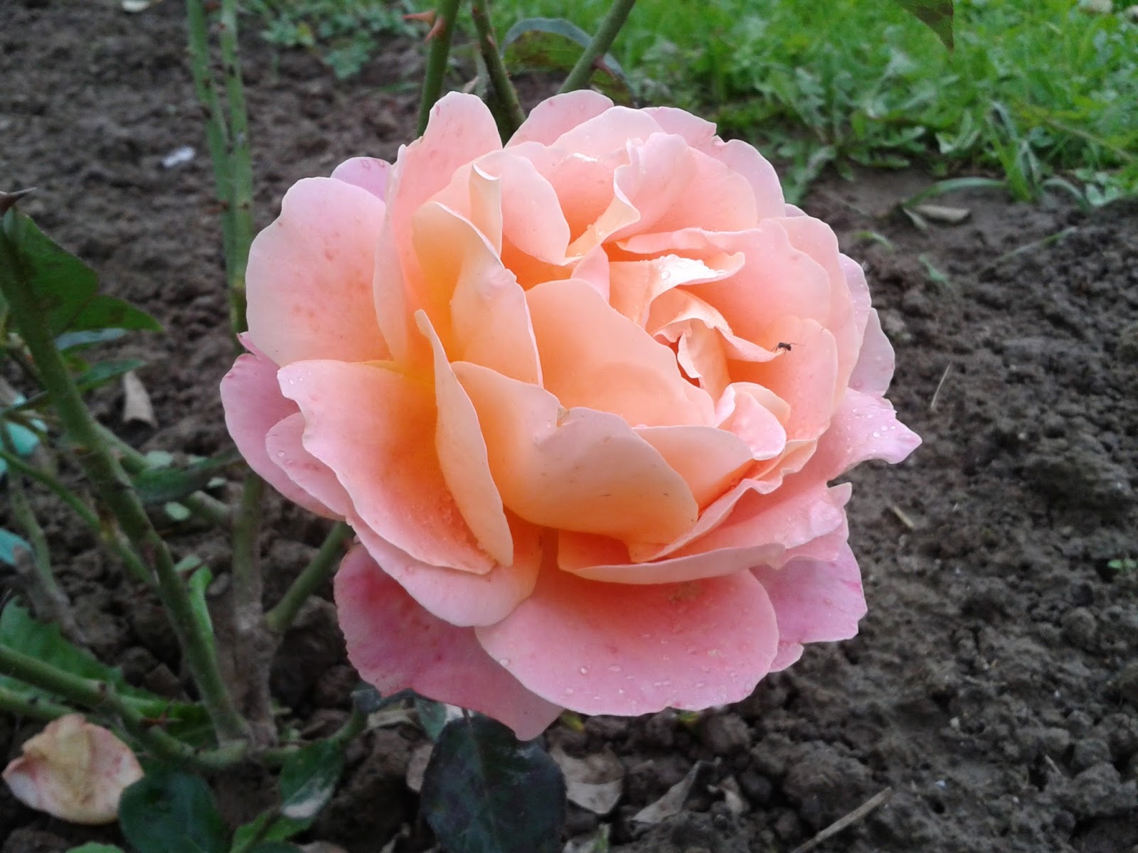 Ranczo Elma: Róża (Rosa) Alpine Sunset