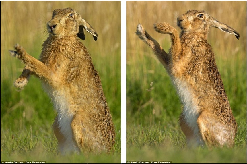 ForAnimalLover: Stop giving me the runaround! Incredible pictures ...