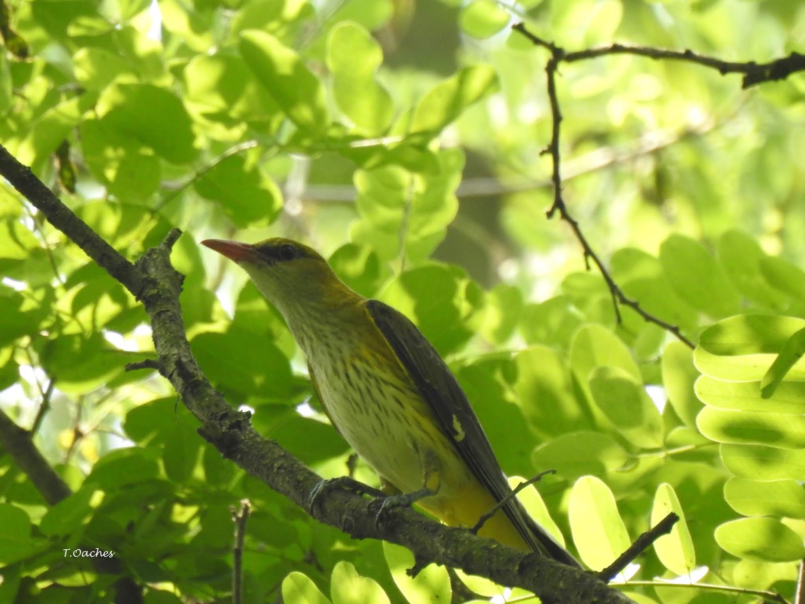 PASARI DIN ROMANIA: GRANGUR, Oriolus oriolus