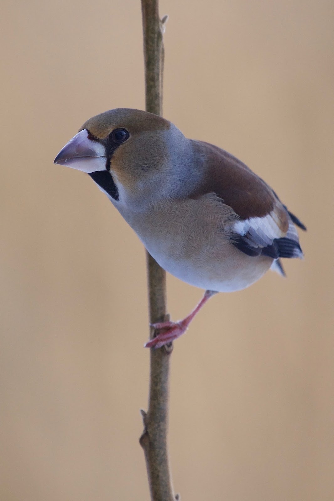 Naturfoto Einar Hugnes: Kjernebiter og andre småfugler på foringa