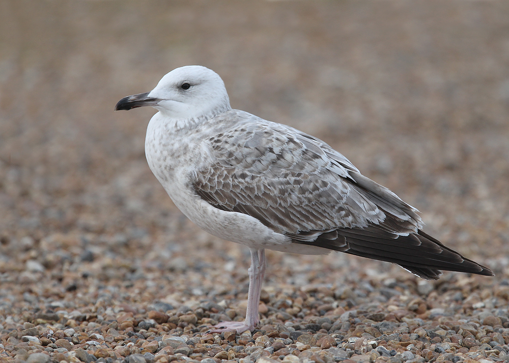 Richard Smith - Birdwatching Days Out: CASPIAN GULL, 1st winter x 3 ...