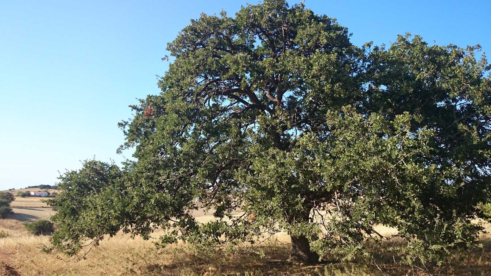Athens Nature Journal: Summer University of Samothraki 2016: Snapshots