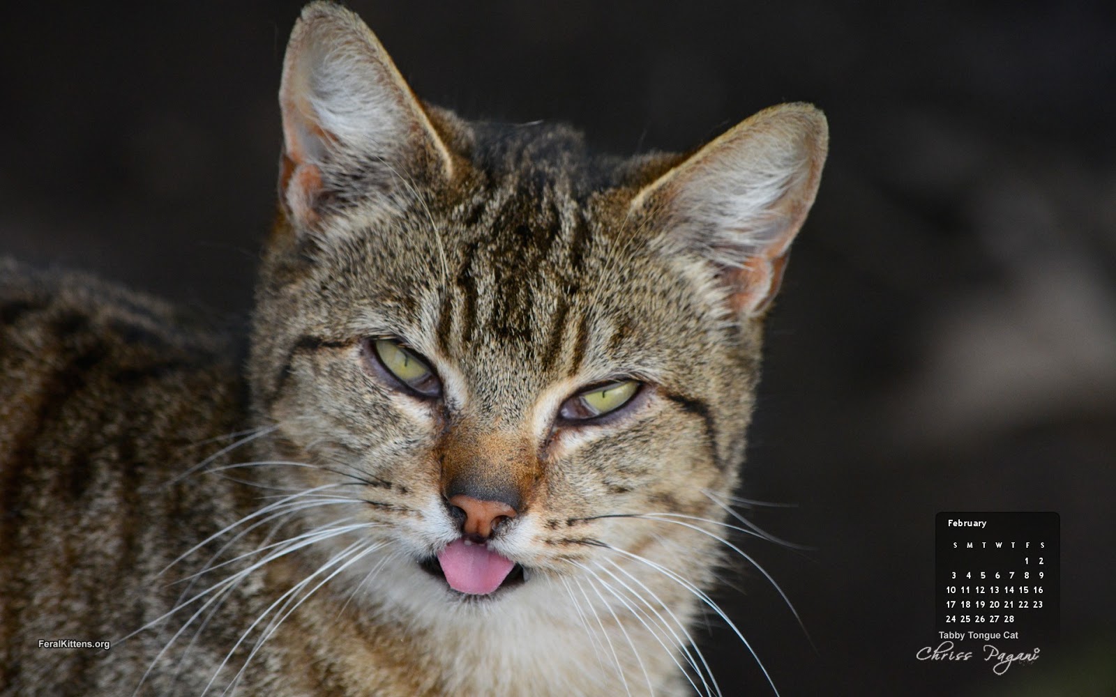February Cat of the Month #Wallpaper - Tabby Tongue