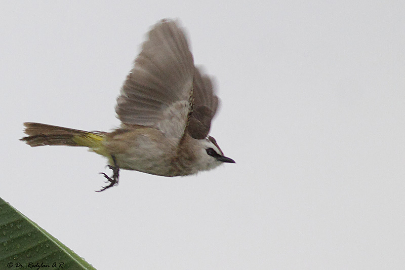 Birds and Nature Photography @ Raub: Yellow-vented Bulbul in flight