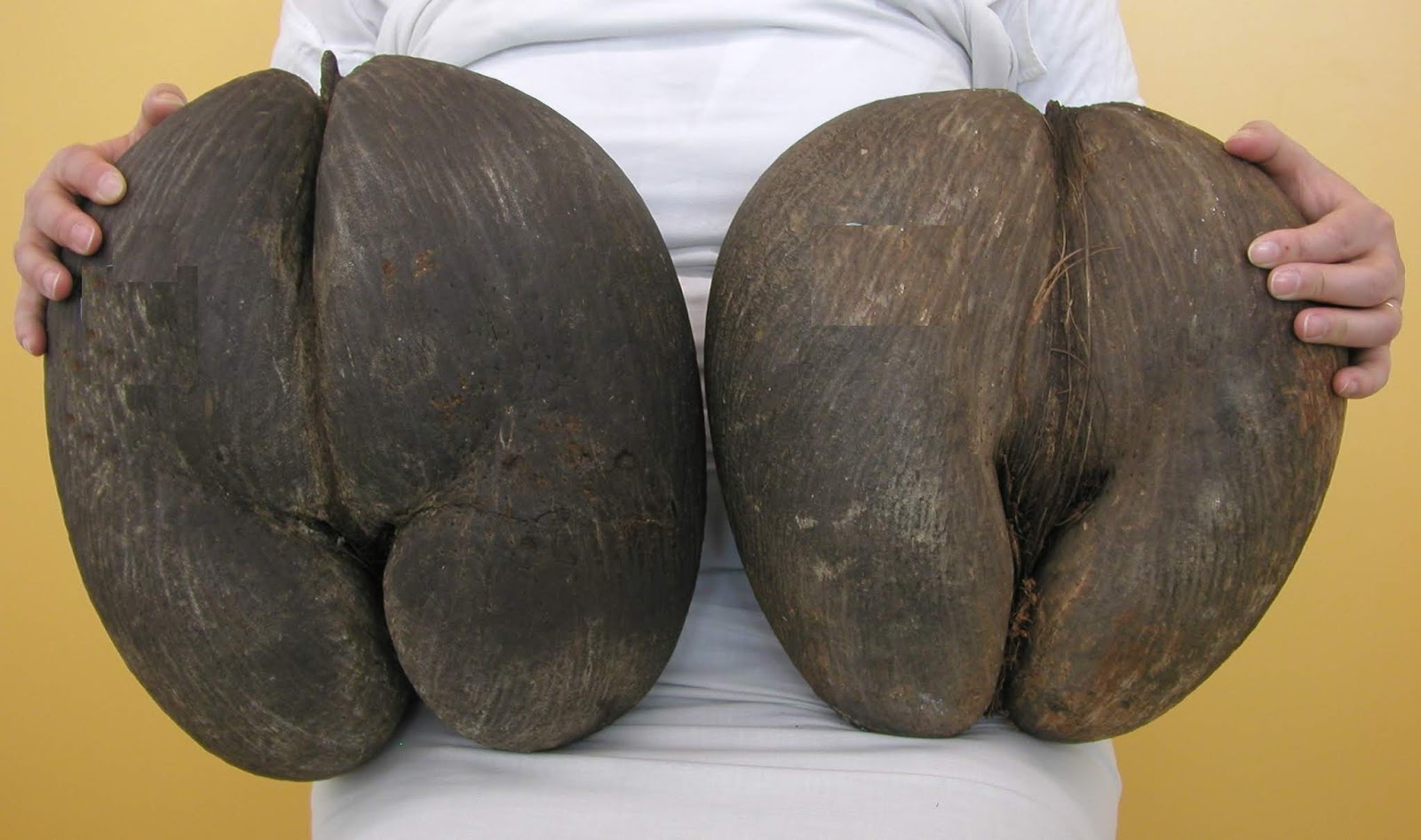 Plantas e Pessoas na Biblioteca Seomara: Coco-do-Mar – A Maior Semente ...