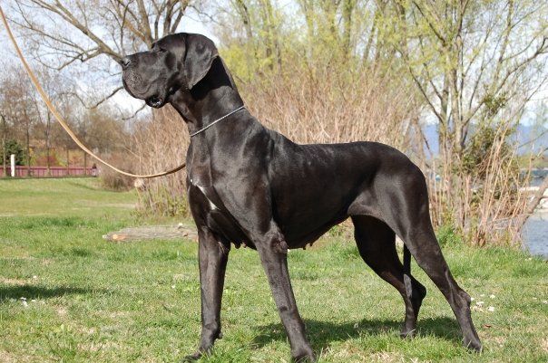 MorsoRosso: Canis Panther ("il cane pantera")