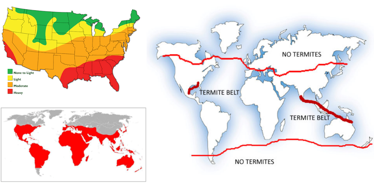 Geographical distribution of termites