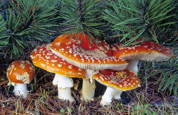 Biodiversity of British Columbia: Michael Beug: E-Flora BC's New Fungi ...