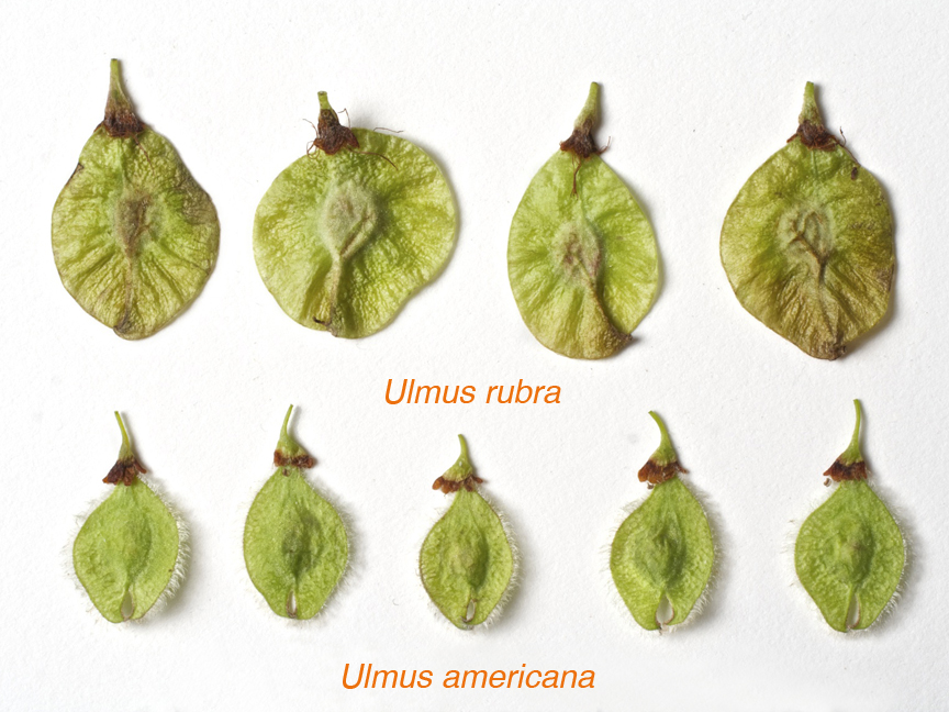 Flora Urbana: Ulmus rubra