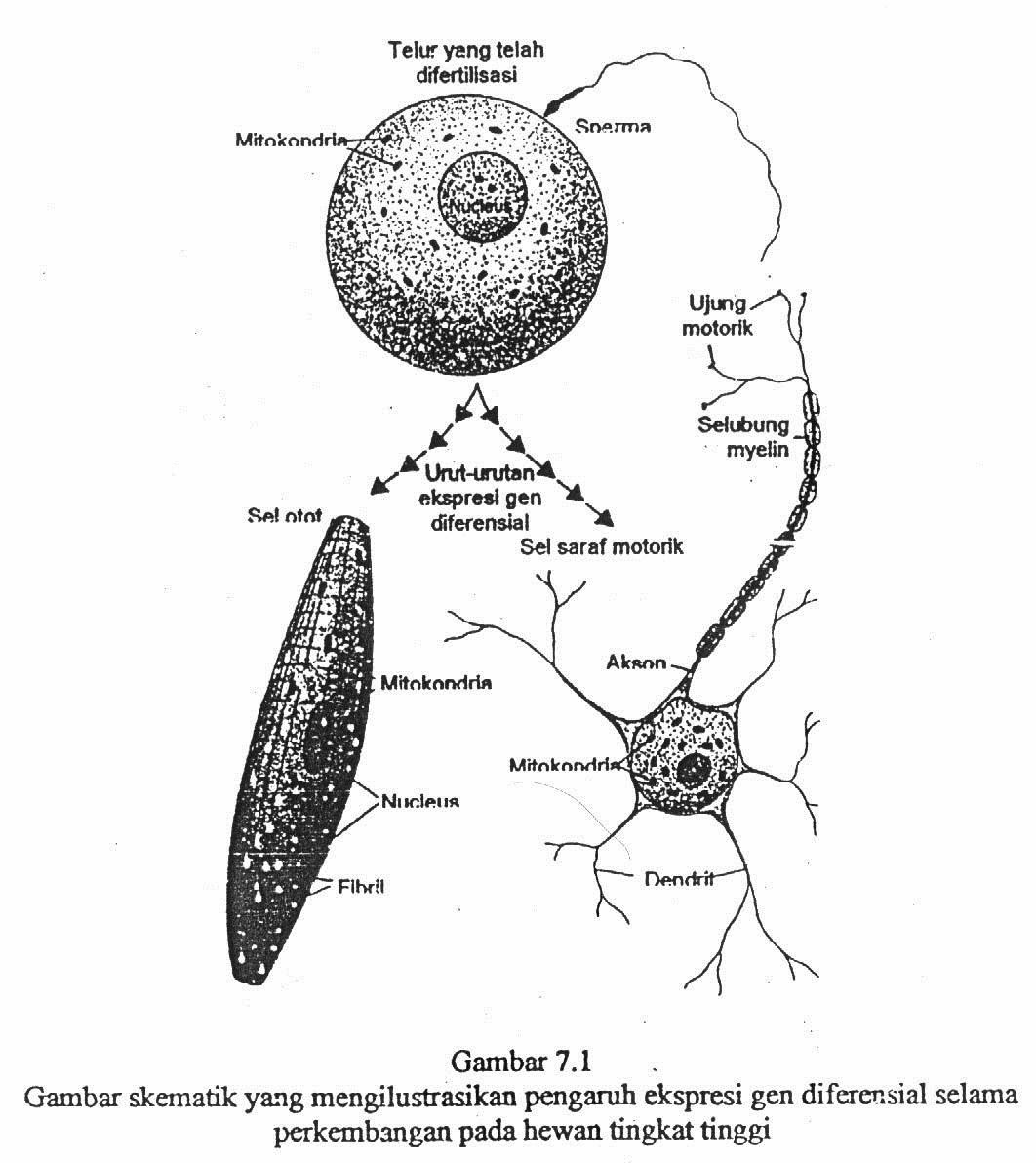 EKSPRESI GEN DAN PERKEMBANGANNYA - Frens