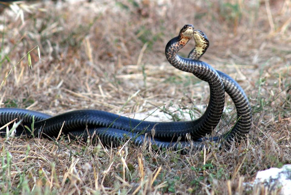 Biodiversity of Cyprus by NGO Protection of the Natural Heritage and ...