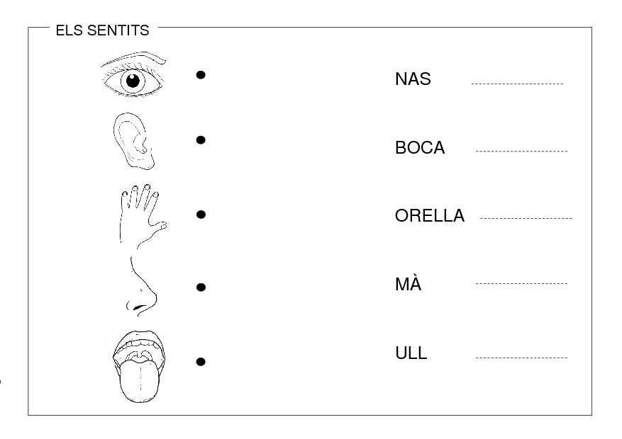 El Pau ens ensenya: els sentits: ACTIVITATS