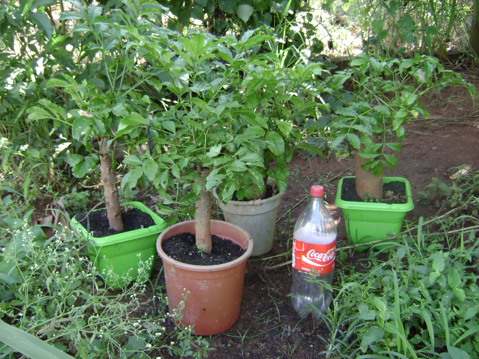 Folha de Orixa: mudas de akoko