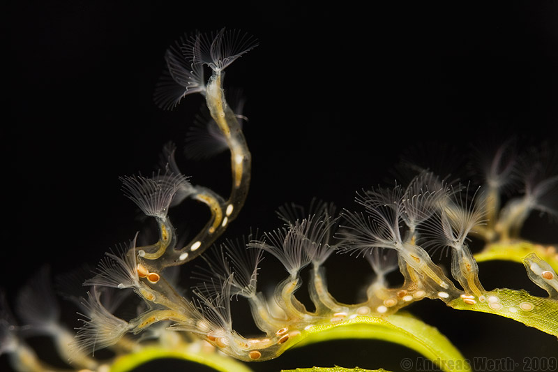 Goldfish Garage: A Two Car Fishroom: Plumatella bryozoan