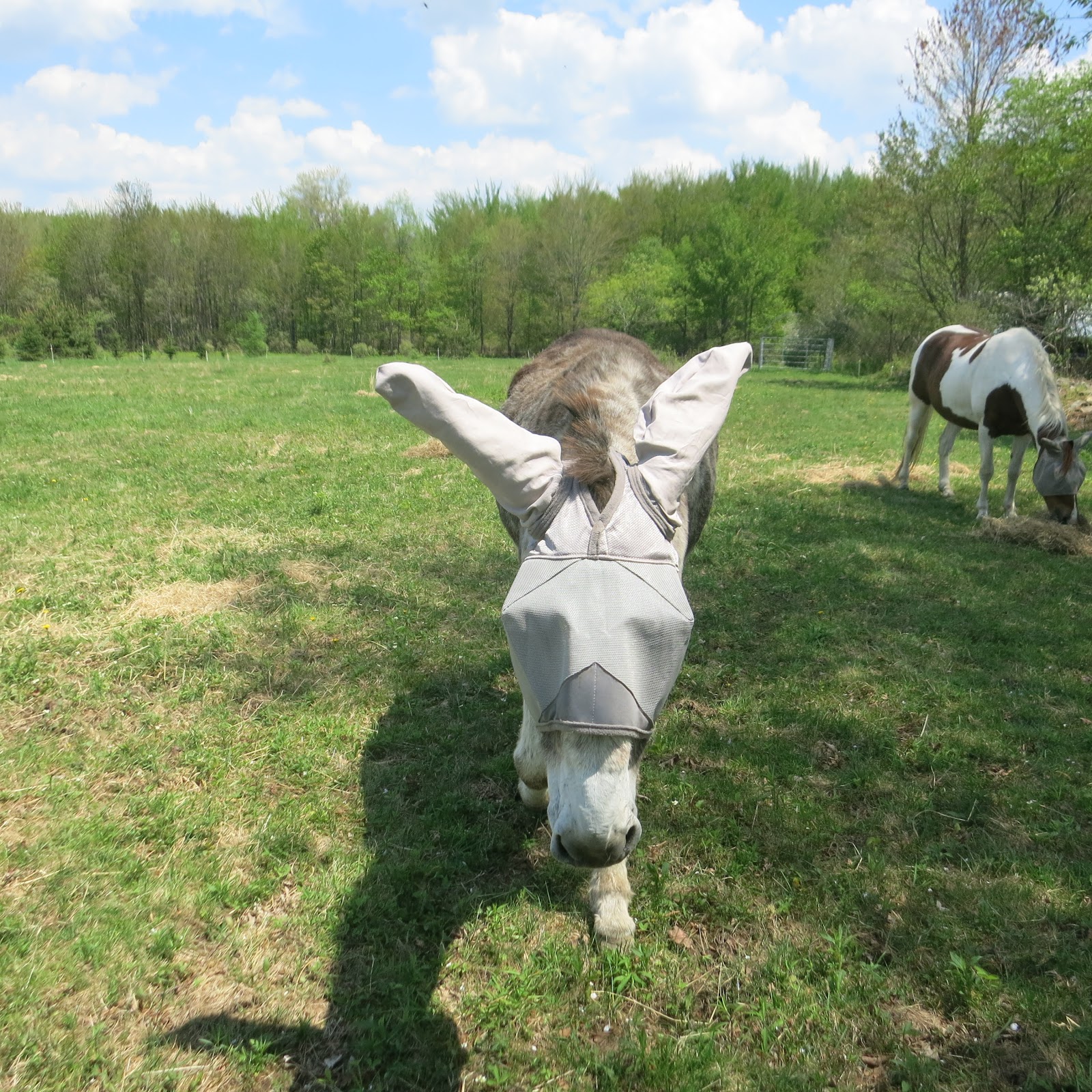 The Dancing Donkey: Knight in Slightly Shinning Armor