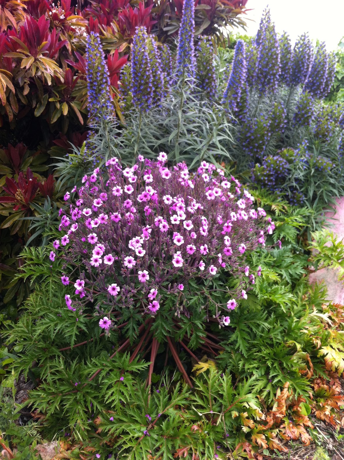 Pennsylvania Street Gardens: Plant profile: Geranium maderense