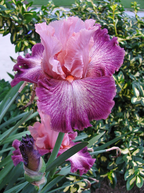 Life In Robin's Nest: Got To Get Back To The Garden