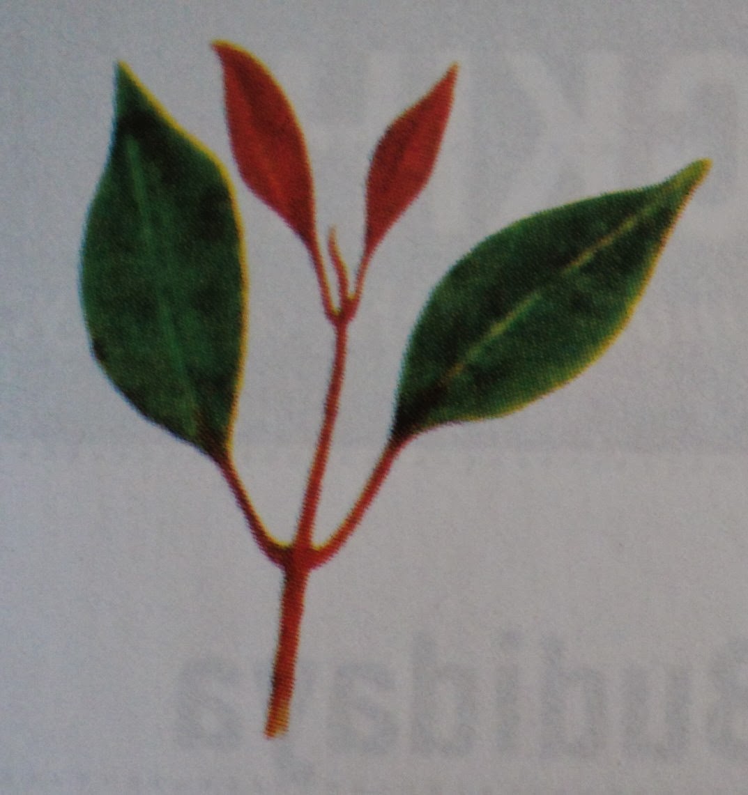 Budidaya Cengkih (Eugenia aromatic OK/syzigium aromaticum L) | P A D R ...