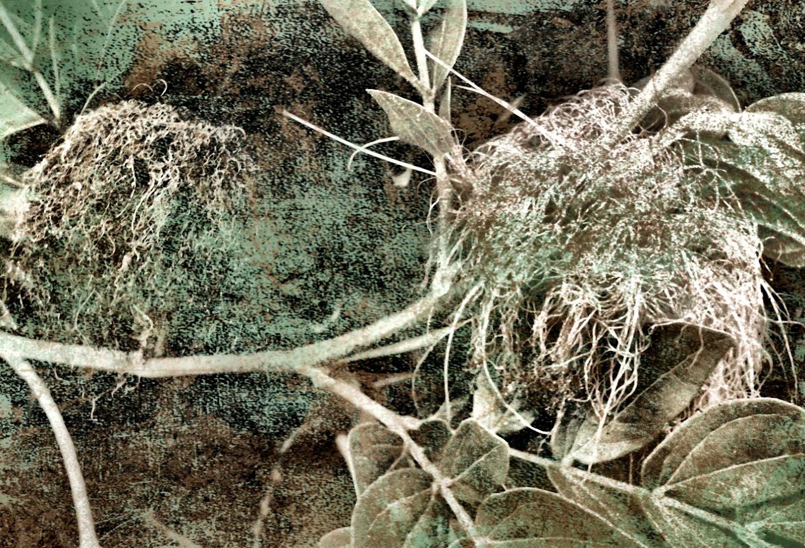 Expression Studio: Decay