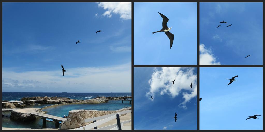 Birding Is Fun!: Birding Curacao