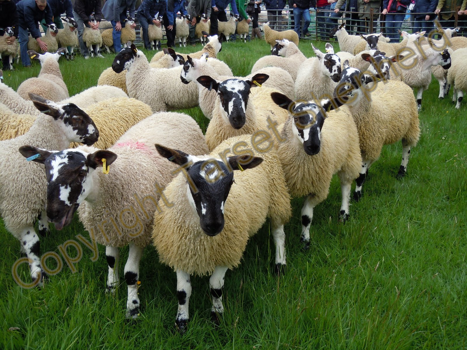 Shepherd's blog: Roman Wall Show 11th June 2011