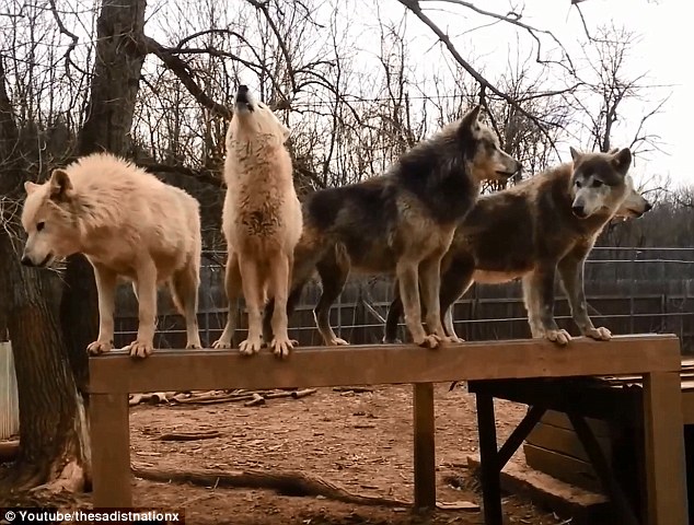 White Wolf : Haunting video shows pack of 30 WOLVES howling in perfect ...