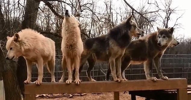 White Wolf : Haunting video shows pack of 30 WOLVES howling in perfect ...