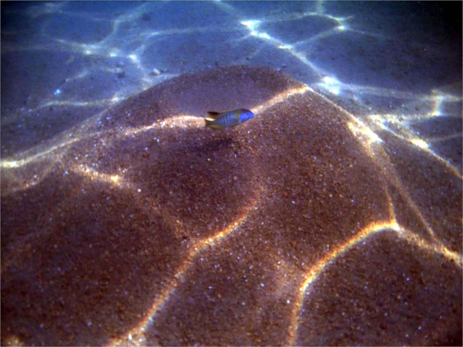 Mostly Open Ocean: A little fish makes big sand sculptures