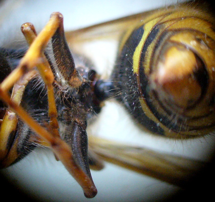 Dave Hubble's ecology spot: Stings 'n' things - wasps in close-up