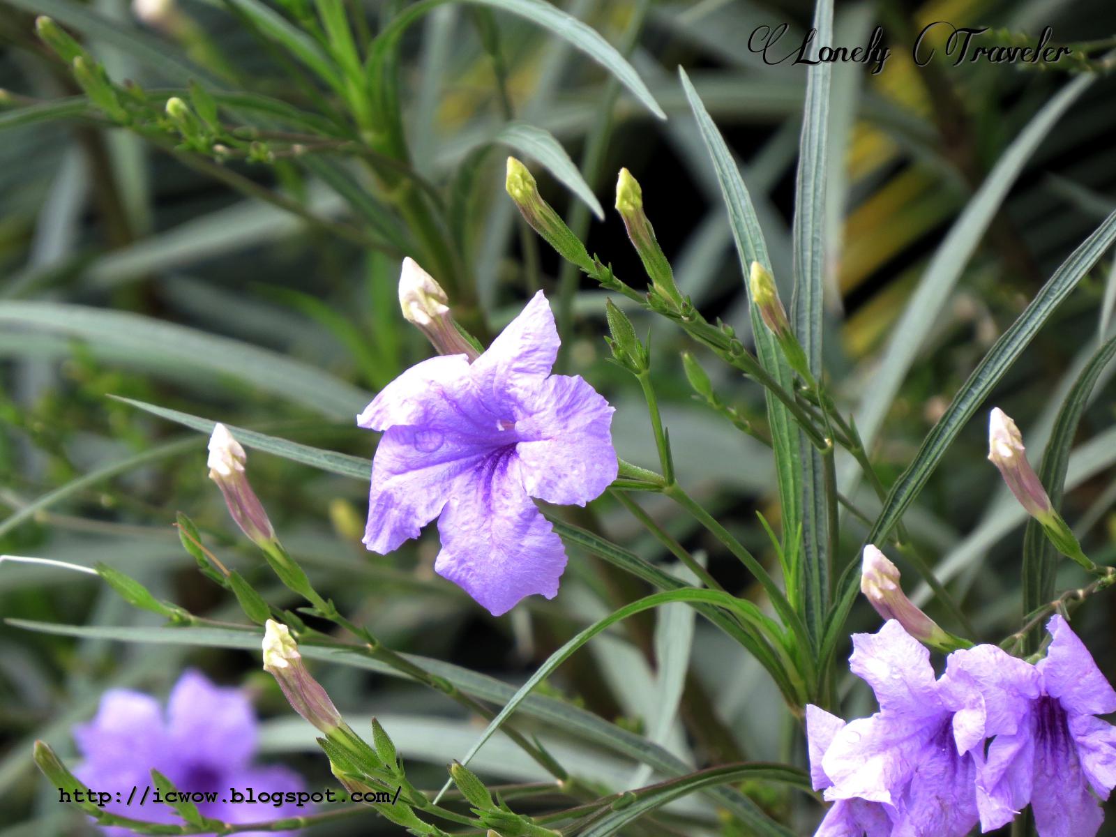 Desert Petunia - Ruellia simplex