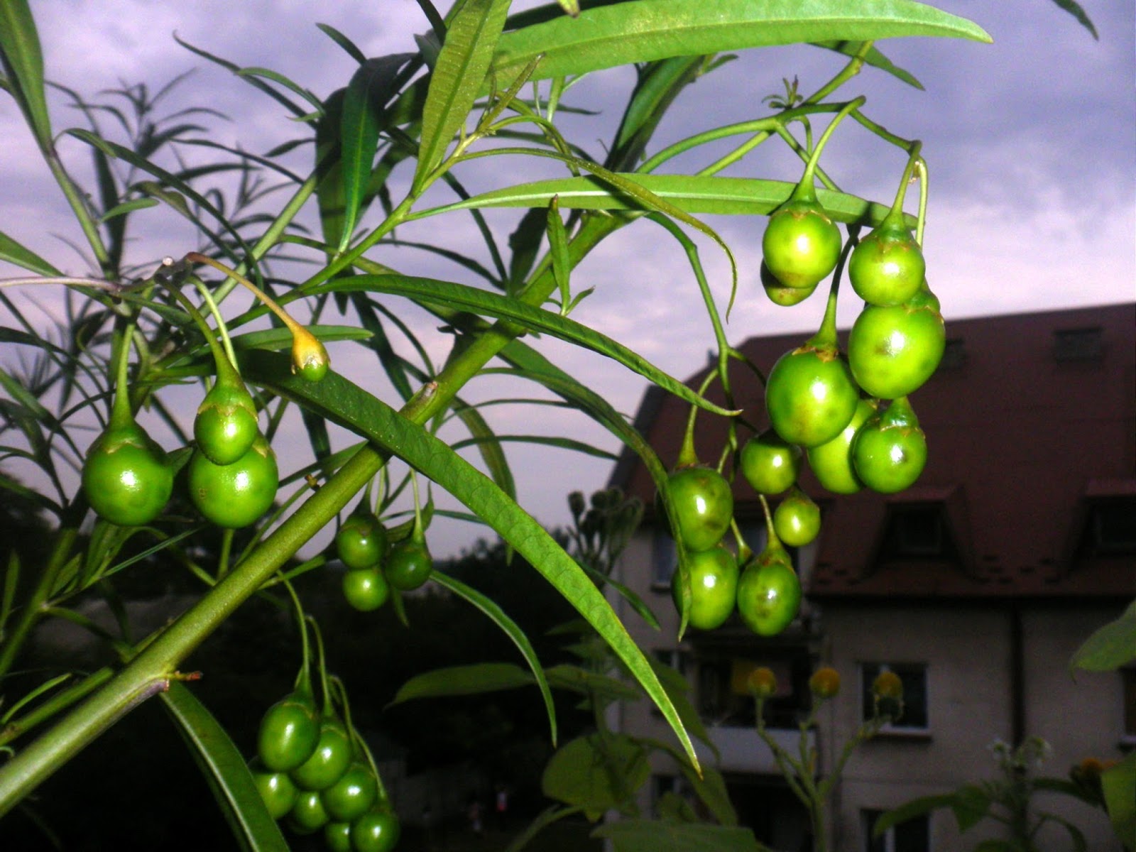 Scirpidiella's Plants: Kangaroo Apples (Solanum sect. Archaesolanum)
