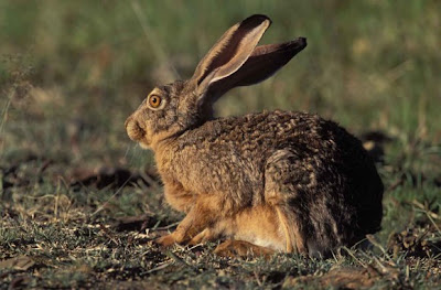 Rare Animals Blog, Protect Rare Animals: Hispid Hares Are Among Those ...