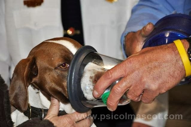 PSICOLMASCOT: Mascaras de Oxígeno para las Mascotas