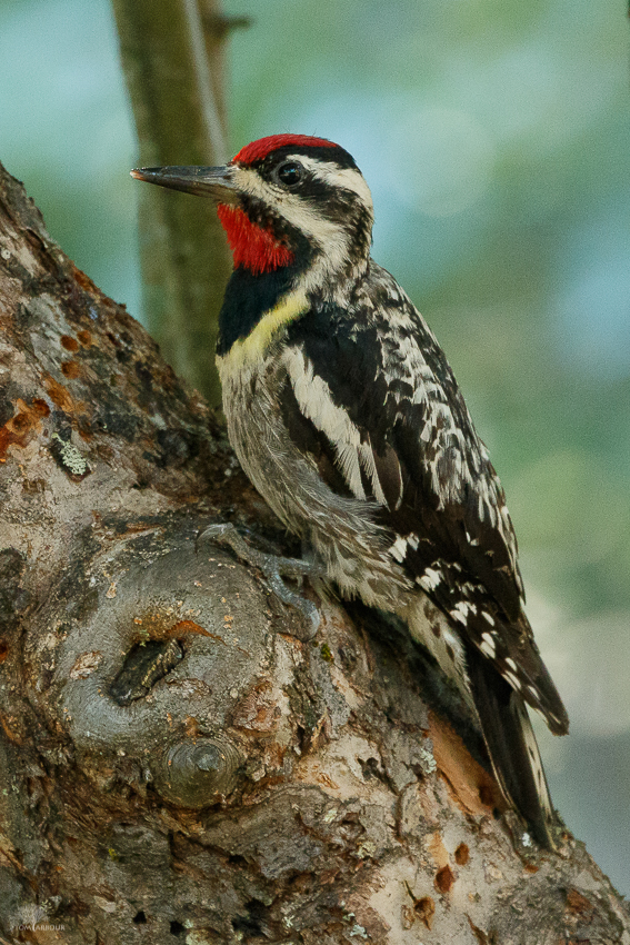The Ohio Nature Blog: Yellow-bellied Sapsucker Family in Maine