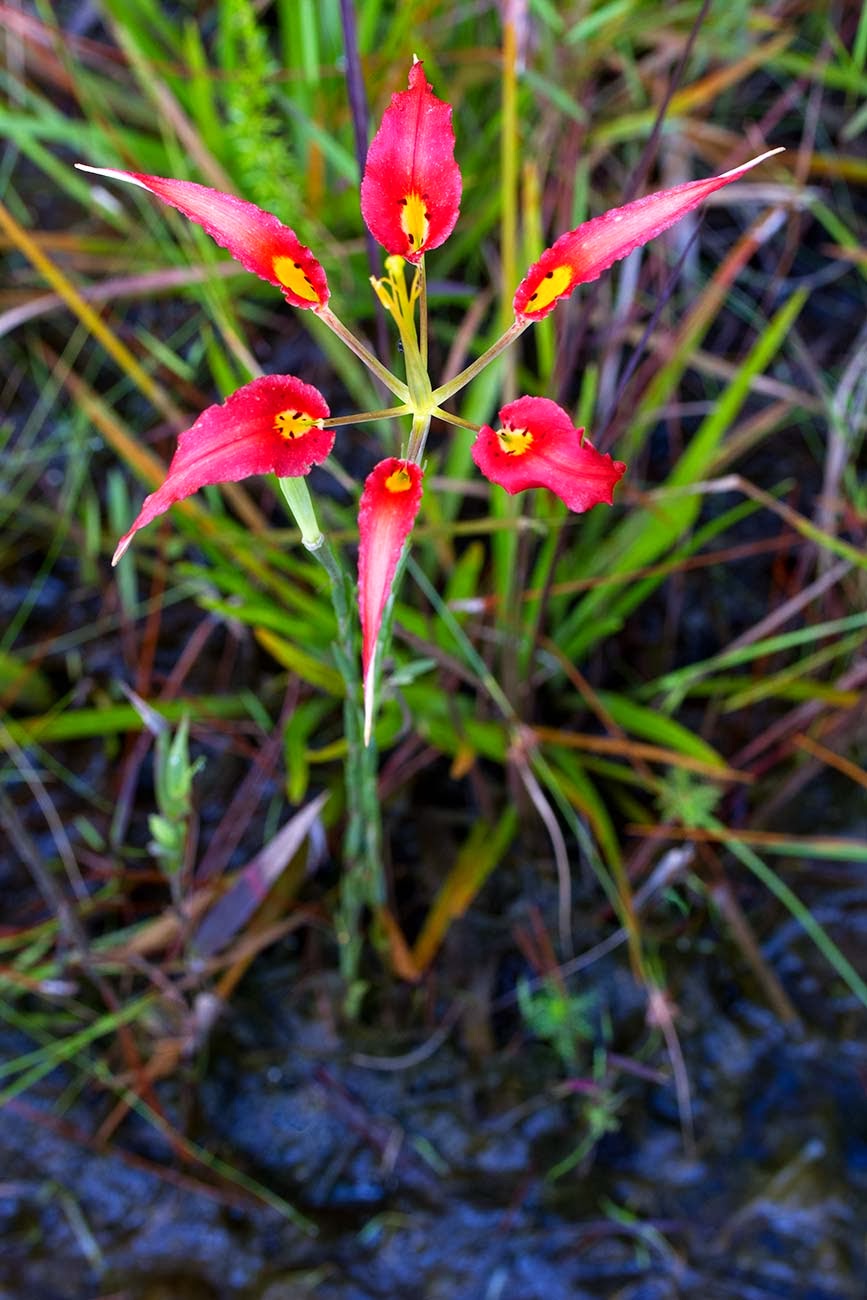 Bob's Photos: Pine Lilies