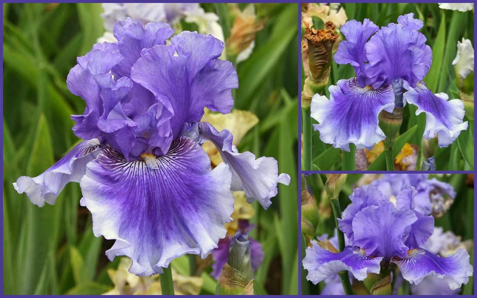 TALL BEARDED IRIS 2013 PLANTS - Sowing the Seeds