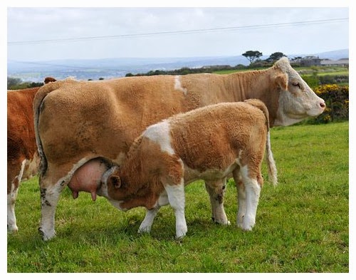 Generalidades de la Ganadería Bovina.: Simmental